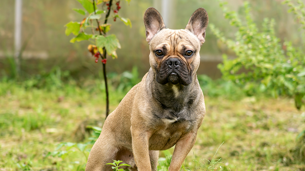Les molosses : liste des principales races de chiens molossoïdes